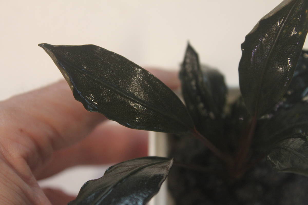 Bucephalandra sp. "Padawan"HW濃緑タイプ ブセファランドラ ー山水苑ー(その他)｜売買されたオークション情報 ...