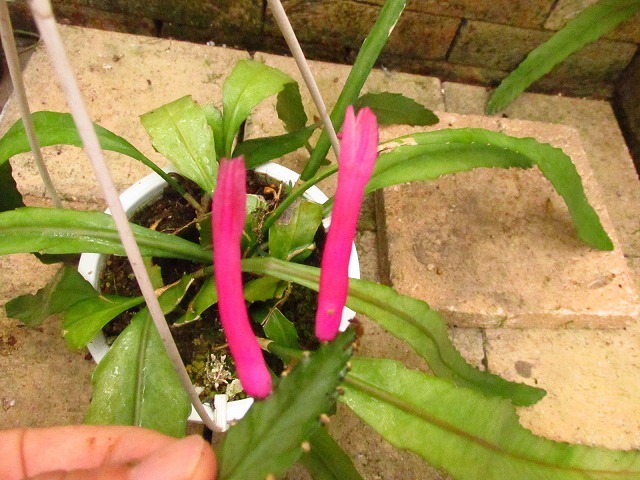 ディソカクタス アマゾニクス Disocactus amazonicus ssp.panamensis(観葉植物)｜売買されたオークション情報 ...