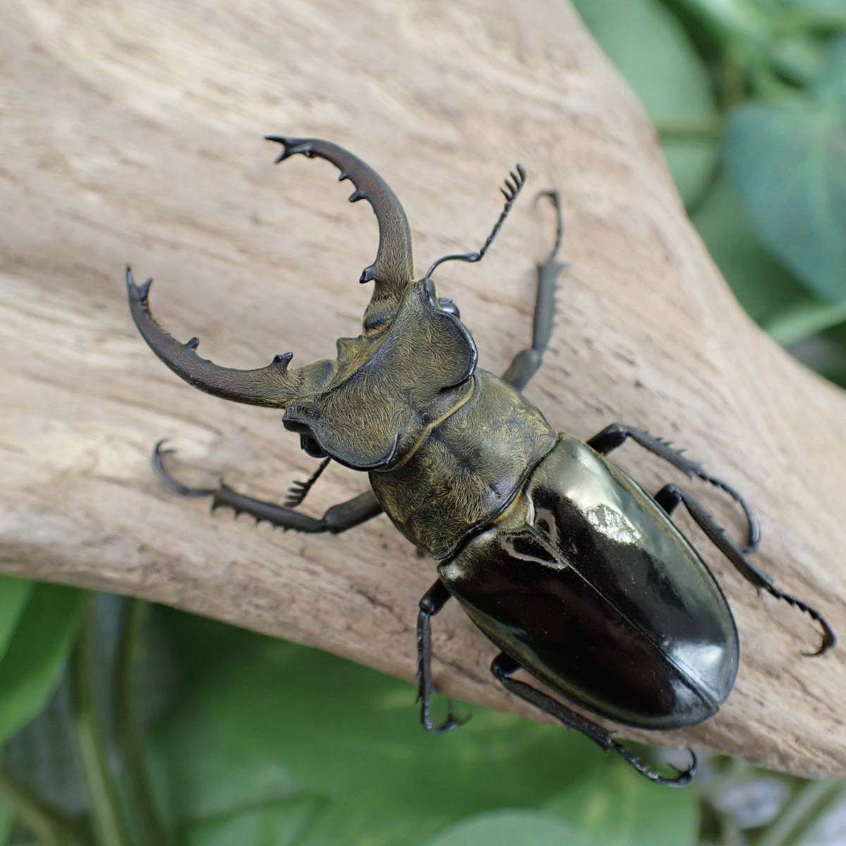 Sparkle Beetle ロンドミヤマ♂50mm♀35mm訳ありペア ミヤマクワガタ(外国産)｜売買されたオークション情報、yahooの商品情報をアーカイブ公開 - オークファン ...