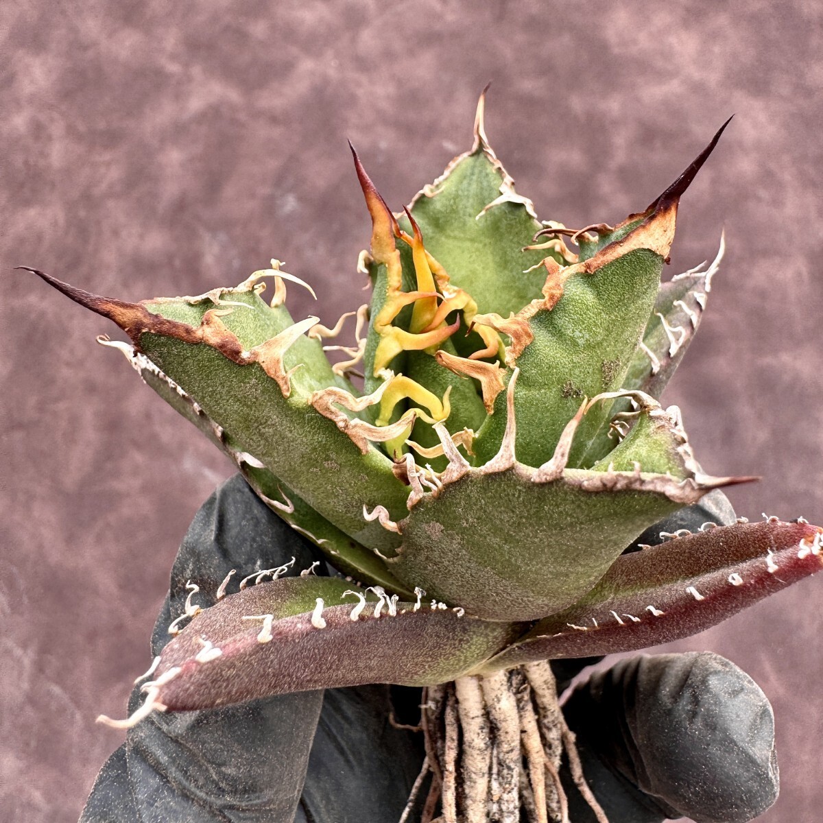 Lj_plants H24 アガベ チタノタ シーザー super caesar 狂刺 強棘 極上美株(アガベ)｜売買されたオークション情報、yahooの商品情報をアーカイブ公開 ...