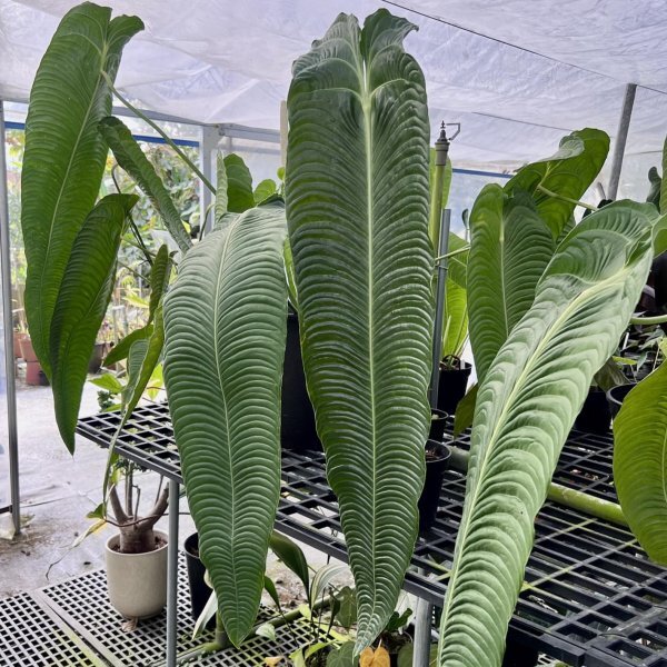 Y095 Anthurium veitchii 台湾株 2/29輸入 アンスリウム ベイチー ビーチー(観葉植物)｜売買されたオークション情報 ...