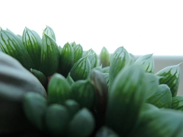 ハオルチア 小型トルンカータ×ピリフェラ OB-109 群生 変葉あり(サボテン)｜売買されたオークション情報、yahooの商品情報をアーカイブ公開 - オークファン（aucfan.com）