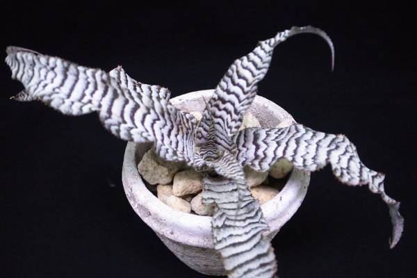 'Absolute Zero' Cryptanthus(アナナス)｜売買されたオークション情報、yahooの商品情報をアーカイブ公開 - オークファン（aucfan.com）