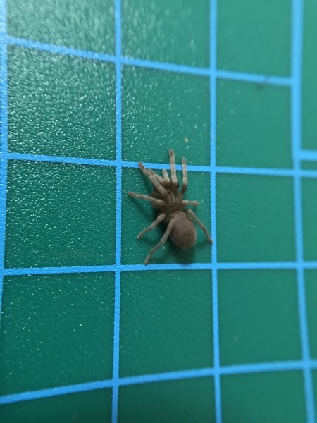 ドミニカンストライプニー Cyrtopholis cursor 1-1.5cm タランチュラ(その他)｜売買されたオークション情報、yahoo ...