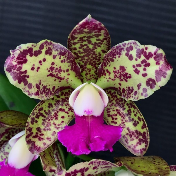 洋蘭 Blc Blc SunSpots 'Valley Isle' × Blc Durigan 'Exotic Orchids' Selected スポット 弁 色 This is NEW ...