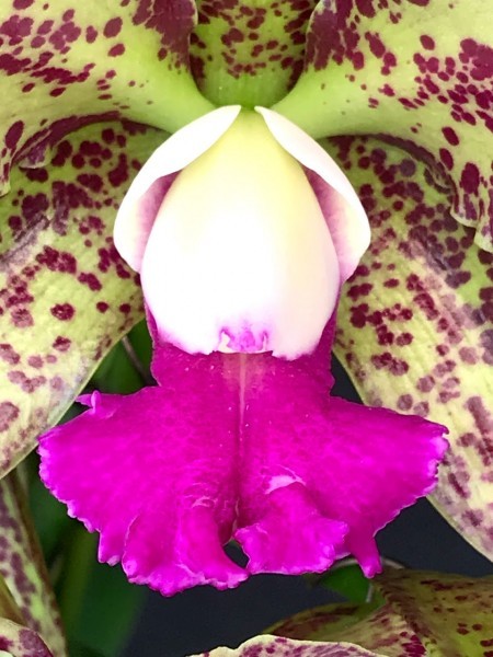 洋蘭 Blc Blc SunSpots 'Valley Isle' × Blc Durigan 'Exotic Orchids ...