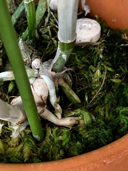 洋蘭 Blc Blc SunSpots 'Valley Isle' × Blc Durigan 'Exotic Orchids' Selected スポット 弁 色 This is NEW ...