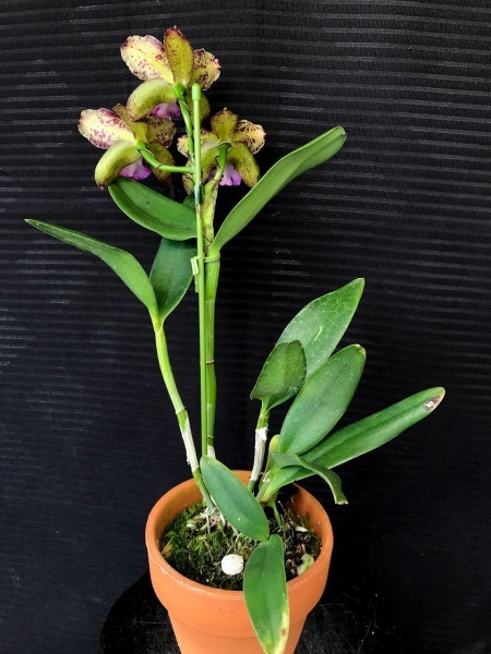 洋蘭 Blc Blc SunSpots 'Valley Isle' × Blc Durigan 'Exotic Orchids ...