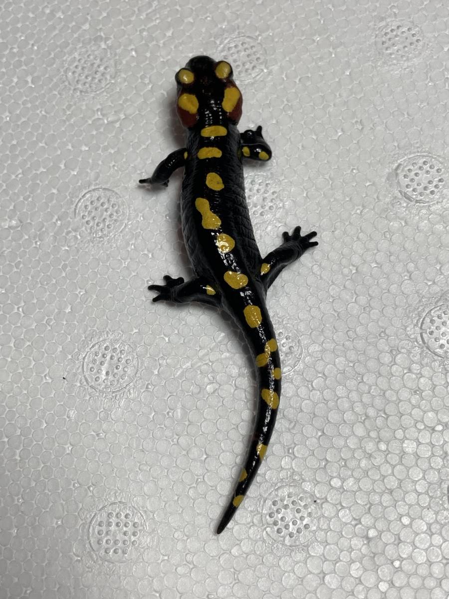 S.Algira splendens アルジェリアサラマンダー スプレンデンス"Bab Berred" 4(イモリ、サラマンダー)｜売買された ...