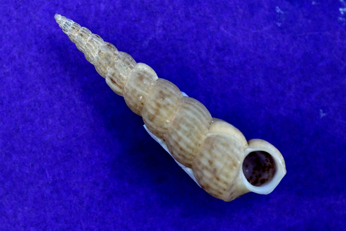 Epitonioidea-0083 Opalia Pliciscala garciai Kilburn 1994 貝 貝殻 貝類標本 化石(科学、自然)｜売買されたオークション情報、yahoo ...