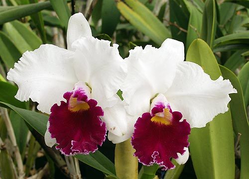 洋蘭 カトレヤ交配種 THO 937 C.Louis Odom 'Odom Orchids' Original(ラン)｜売買されたオークション ...
