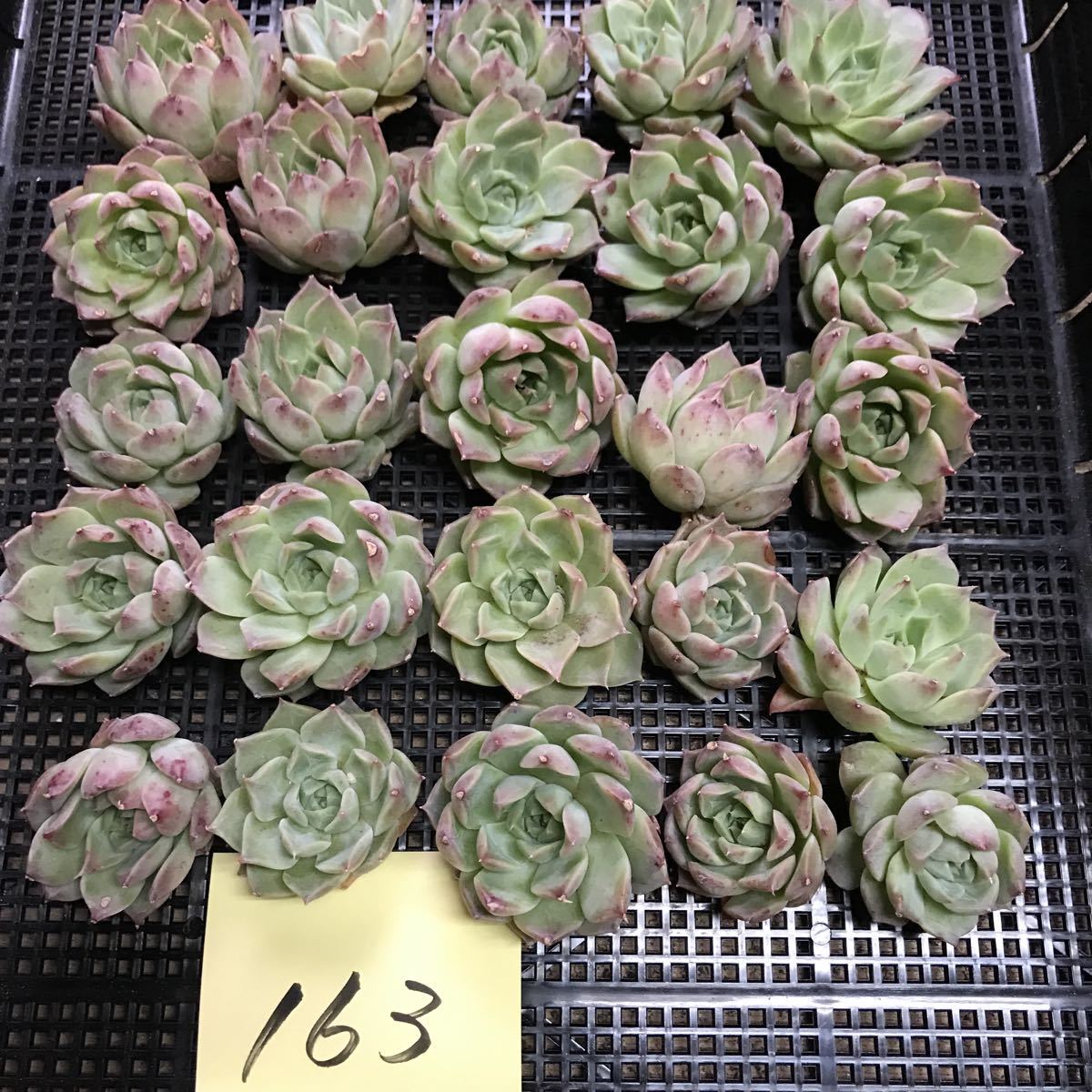 E0504多肉植物 E29韓国 163エケベリア リトルコンチ25個(サボテン)｜売買されたオークション情報、yahooの商品情報をアーカイブ公開 - オークファン（aucfan.com）
