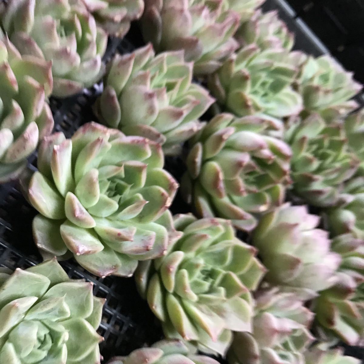 E0504多肉植物 E29韓国 163エケベリア リトルコンチ25個(サボテン)｜売買されたオークション情報、yahooの商品情報をアーカイブ公開 - オークファン（aucfan.com）