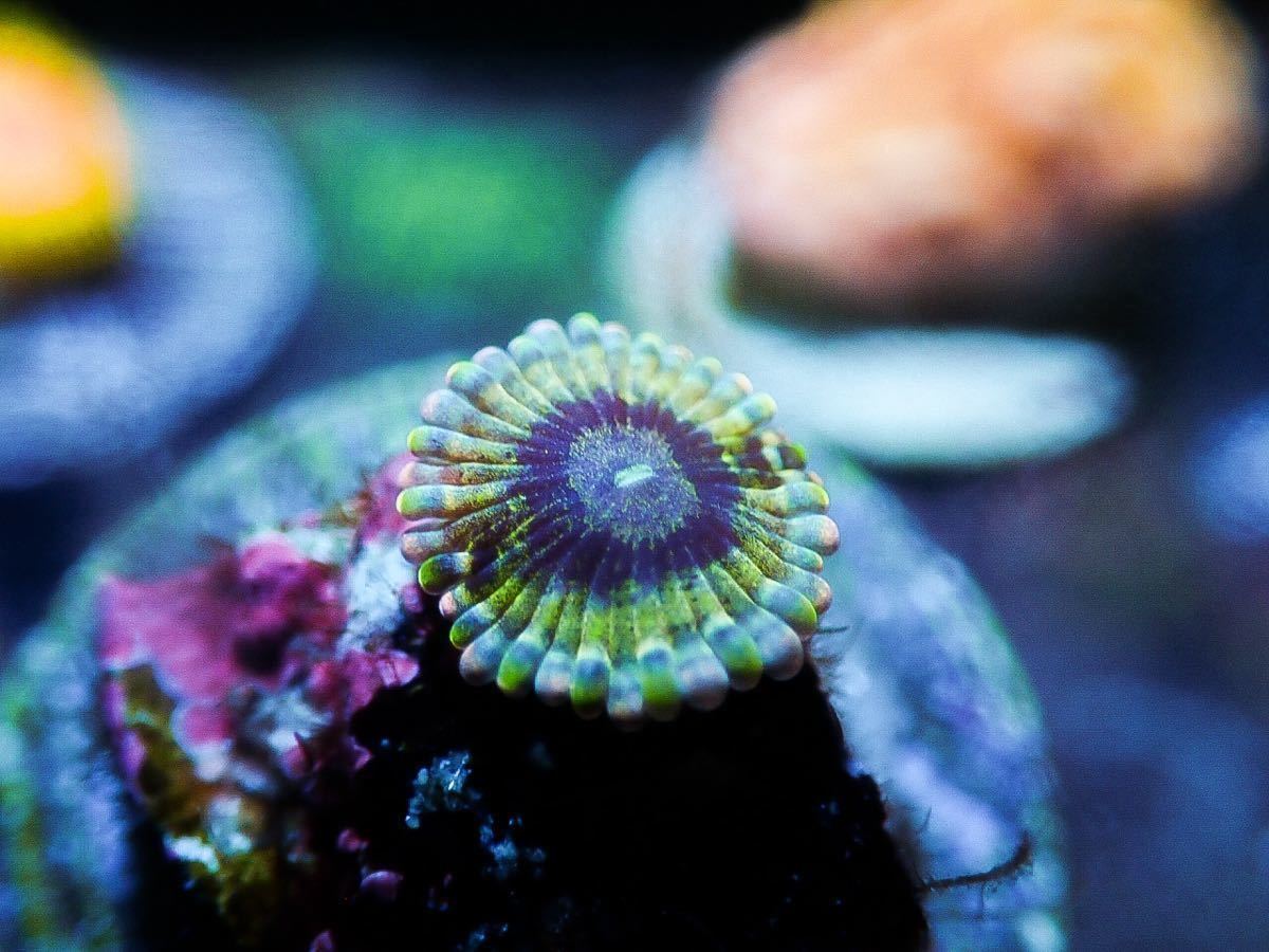 Care Frag 大粒 USA Princess toads tool 1ポリプ マメスナ サンゴ LPS フラグ(海水魚)｜売買された ...