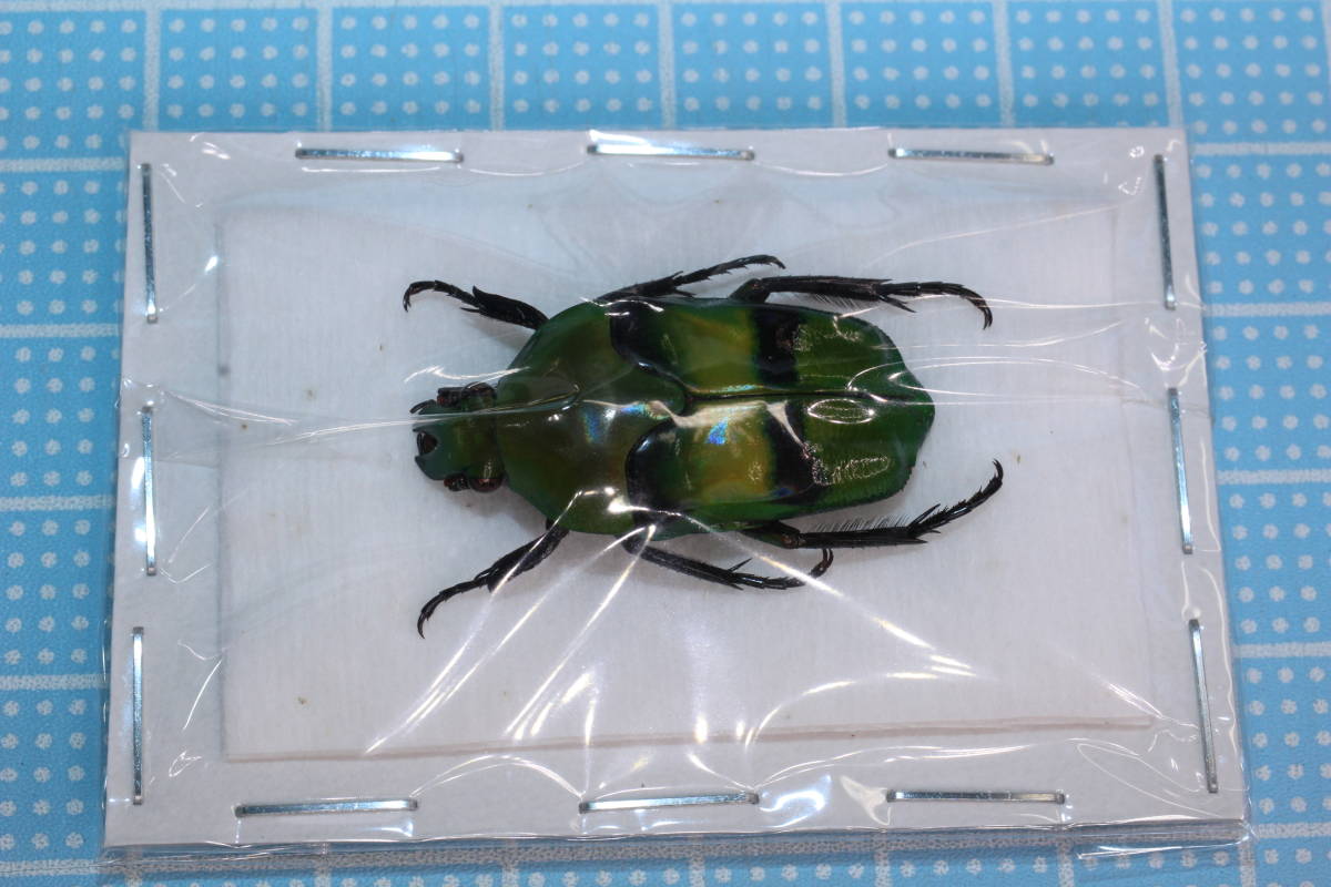 標本 #9241 ミソール島産 クロオビアトムネカナブン 落札合計金額￥5 000以上 定形外(その他)｜売買されたオークション情報、yahooの商品情報をアーカイブ公開 - オークファン ...