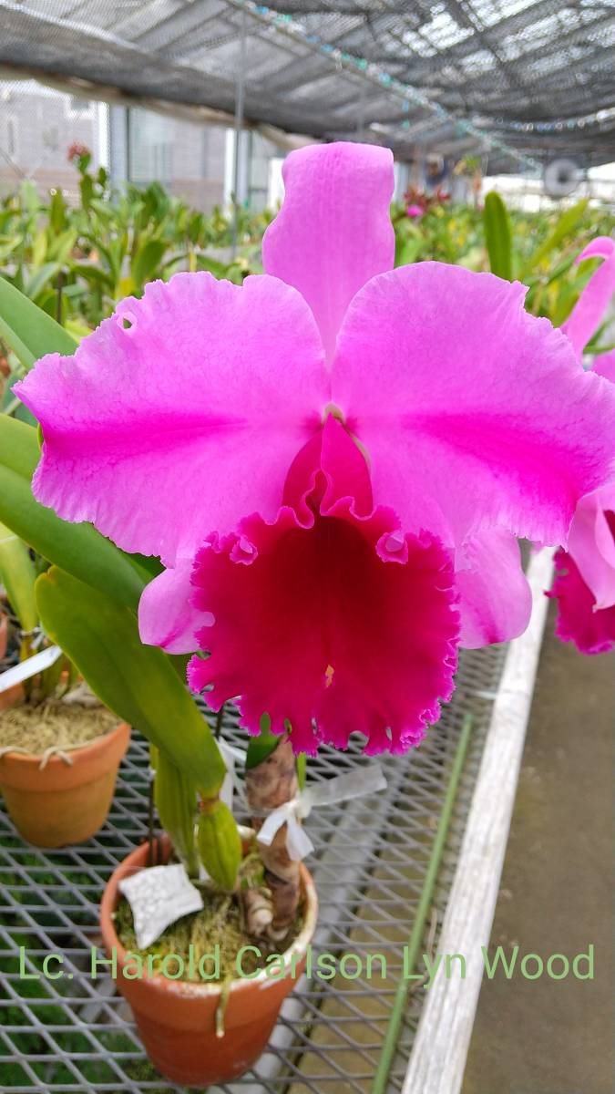 洋蘭カトレア Lc. Harold Carlson Lynwood シ－ス付(ラン)｜売買されたオークション情報、yahooの商品情報をアーカイブ公開 - オークファン（aucfan.com）