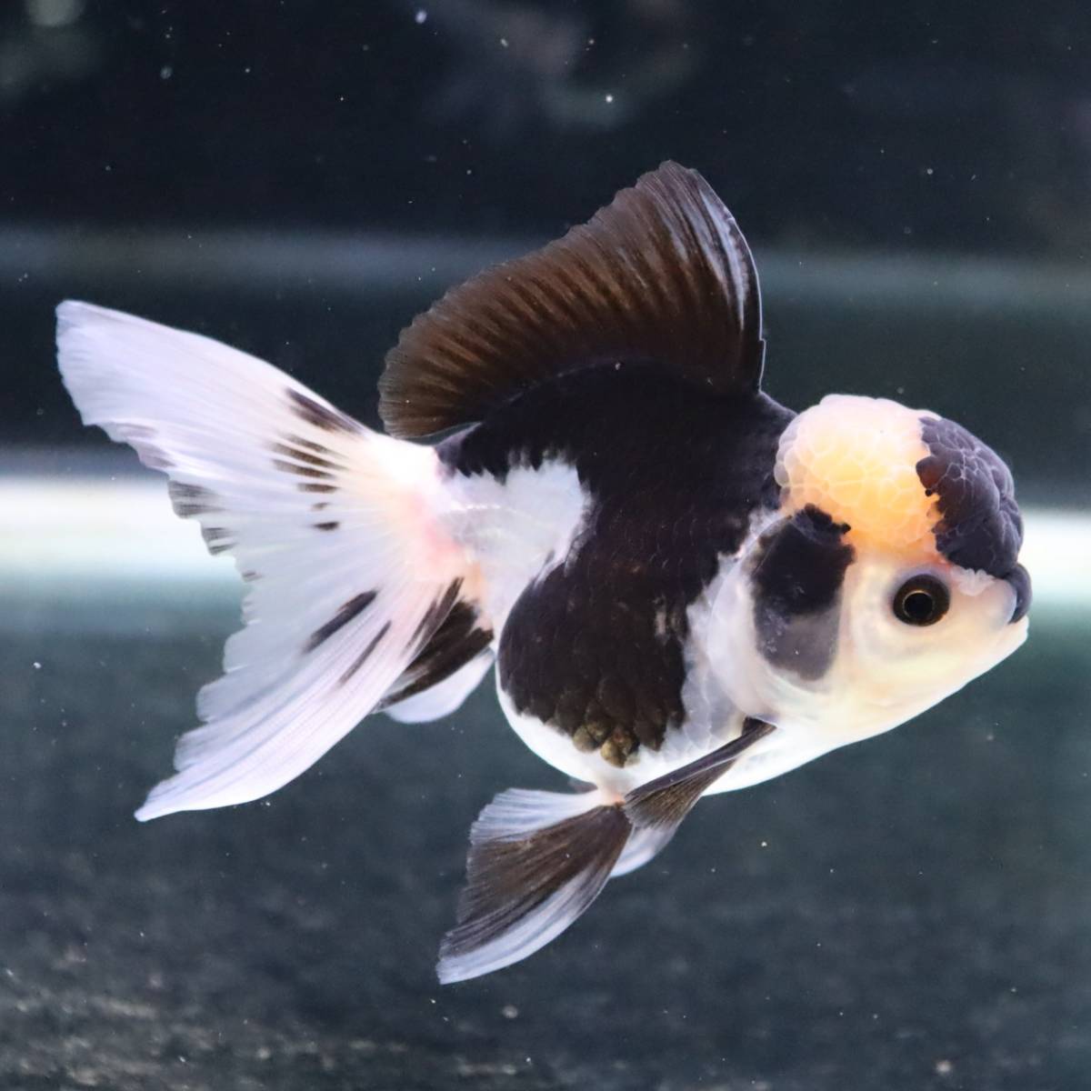 2192 パンダオランダ 12cm位(金魚)｜売買されたオークション情報、yahooの商品情報をアーカイブ公開 - オークファン（aucfan.com）