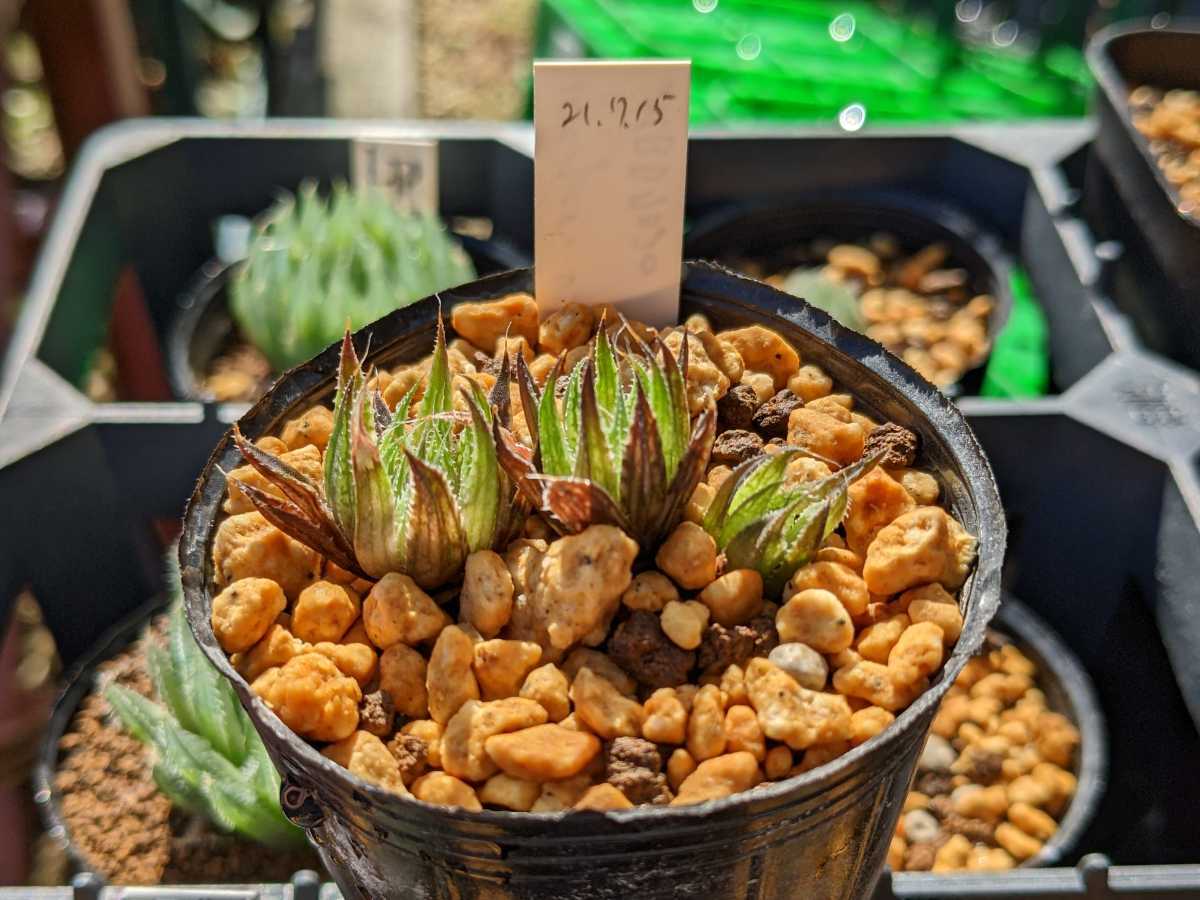 原種 H. borealis IB12491 Penhoek Pass N of Queenstown ハオルチア Haworthia 多肉 ...