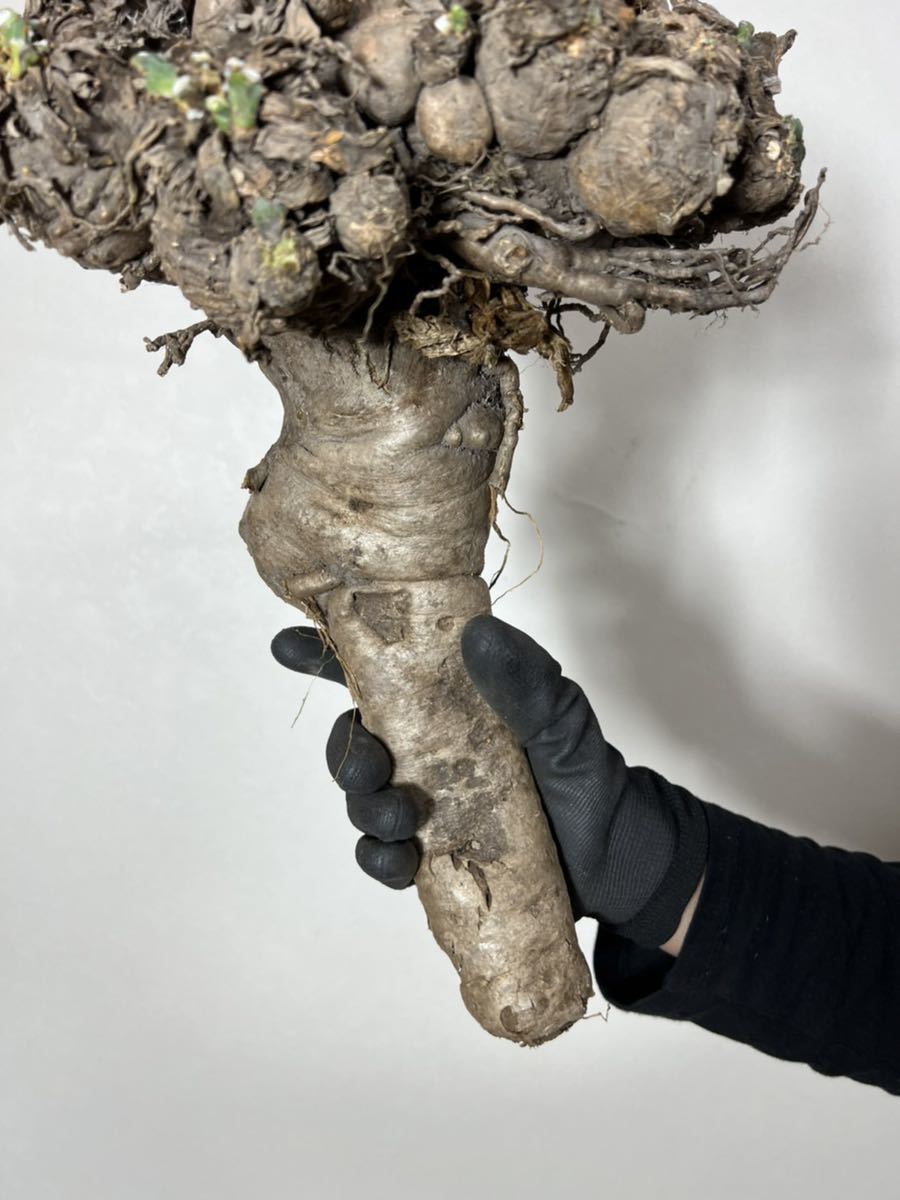 55. 8/27輸入 化け物級 Euphorbia claviger ユーフォルビア クラビゲラ PLANET(サボテン)｜売買された ...