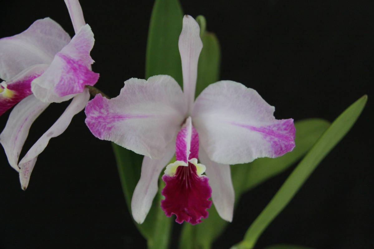 洋ラン 洋蘭 カトレア 原種 lueddemanniana labio-solid ルデマニアナ(ラン)｜売買されたオークション情報 ...