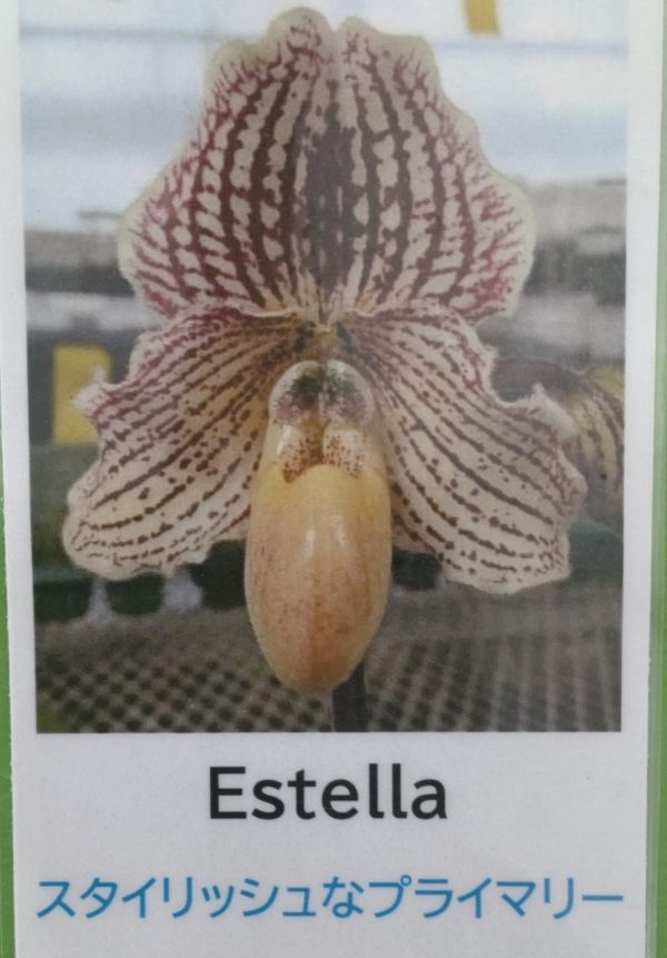 北軽ガーデン パフィオ Paph.Estella パフィオプライマリー交配種 美花品種 センス良い花 お勧め品(ラン)｜売買されたオークション ...