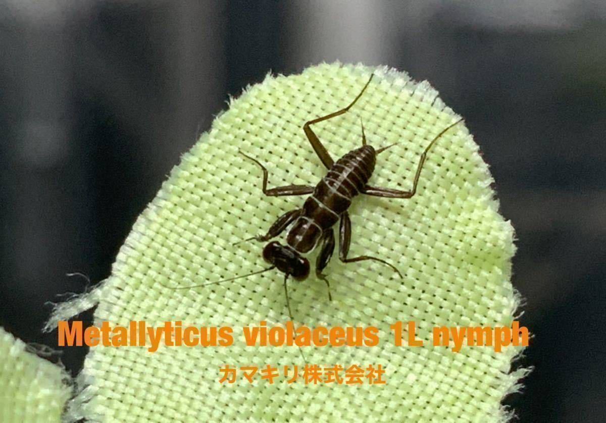 Metallyticus violaceus マレーシア産 初令幼虫 モモアカケンランカマキリ カマキリ 保証あり(その他)｜売買された ...