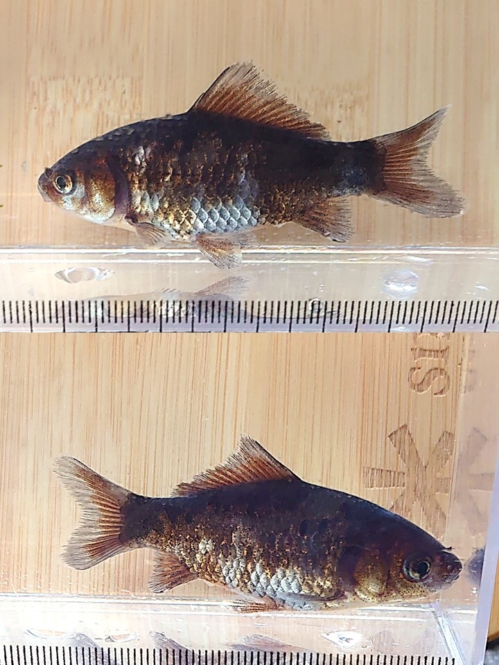 A： 3匹 銀鱗墨和金 3/2 土 出荷限定 サイズ：7 8㎝程度(和金)｜売買されたオークション情報、yahooの商品情報をアーカイブ公開 ...
