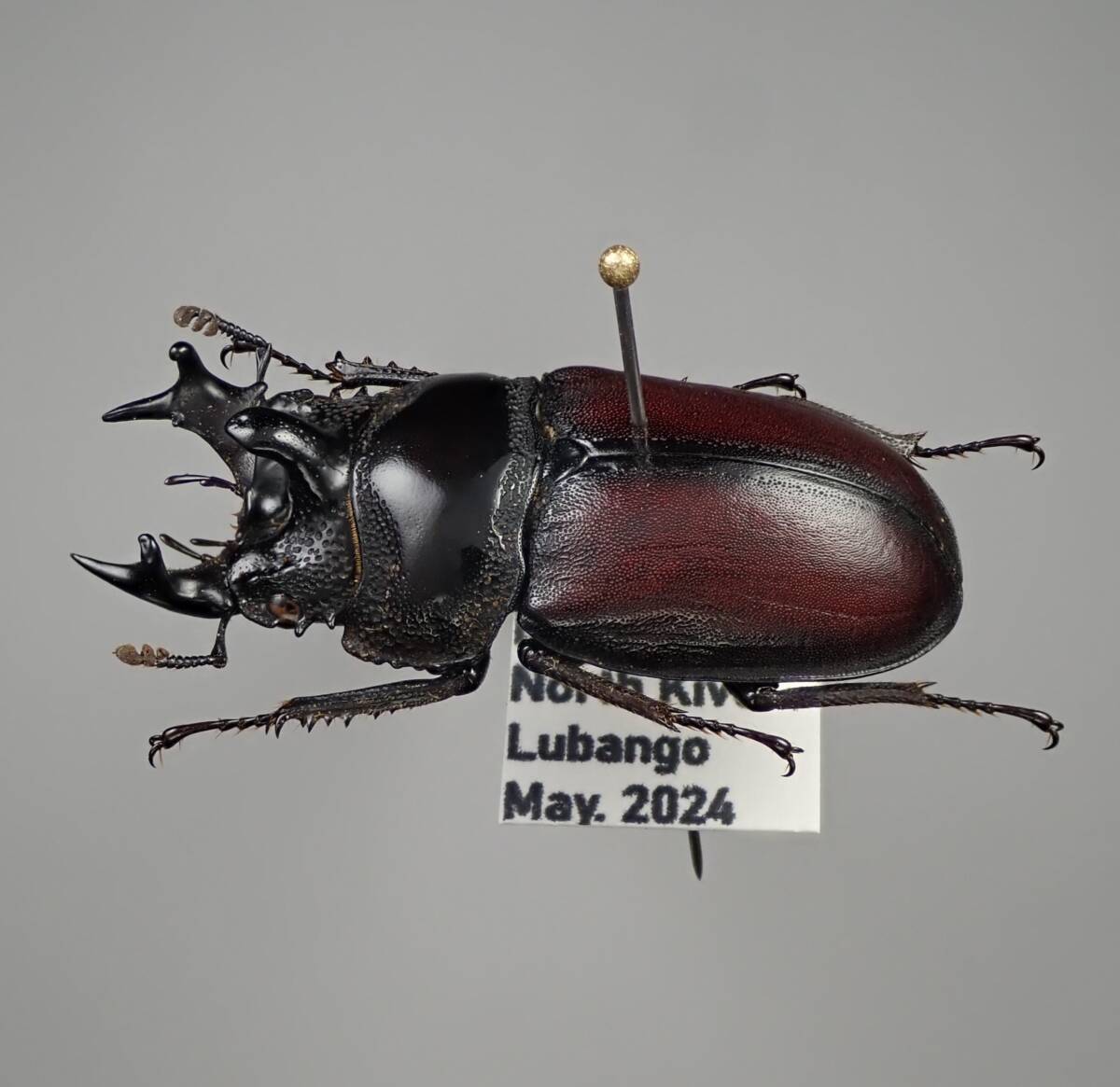 コンゴ民主共和国産 カザリツノクワガタ Dendezia renieri ♂ 27mm 標本(その他)｜売買されたオークション情報、yahoo ...