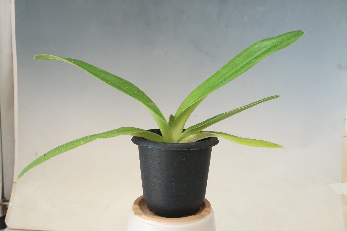 月末半額再出品 洋蘭 パフィオ TA11588 PAM0236 Paph. Lady Isabel 'New Era' x Johanna ...