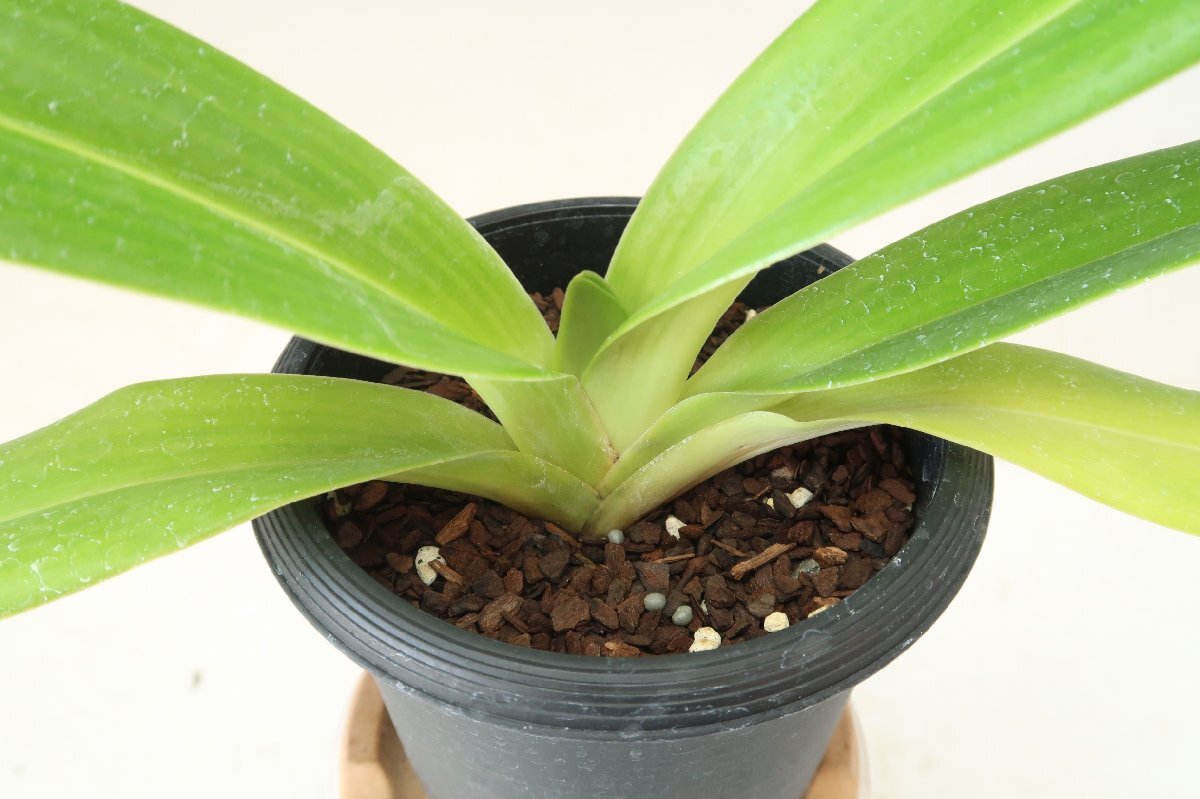 月末半額再出品 洋蘭 パフィオ TA11588 PAM0236 Paph. Lady Isabel 'New Era' x Johanna ...