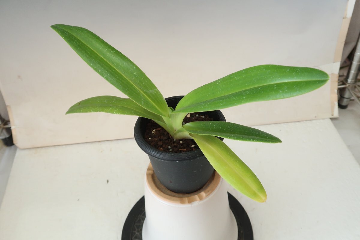 月末半額再出品 洋蘭 パフィオ TA11588 PAM0236 Paph. Lady Isabel 'New Era' x Johanna ...