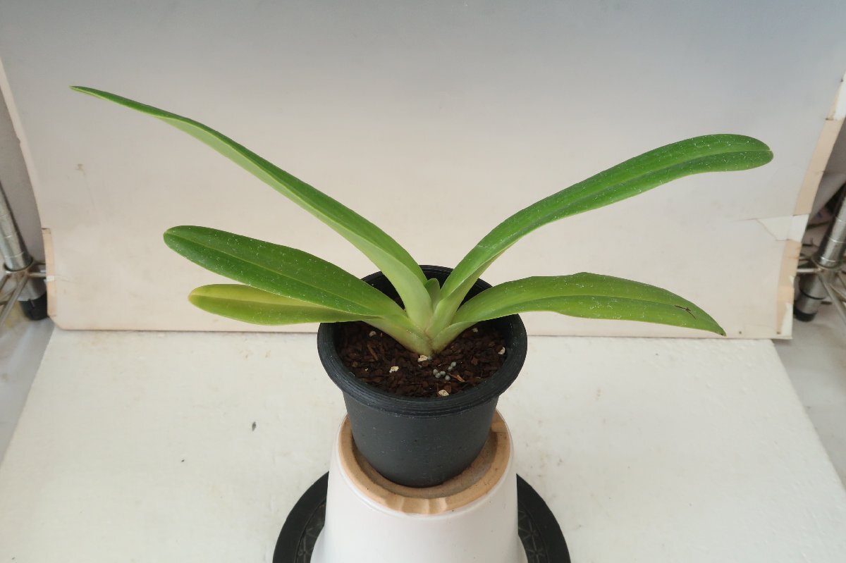 月末半額再出品 洋蘭 パフィオ TA11588 PAM0236 Paph. Lady Isabel 'New Era' x Johanna ...