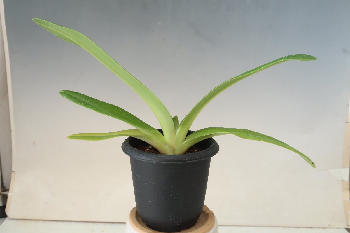 月末半額再出品 洋蘭 パフィオ TA11588 PAM0236 Paph. Lady Isabel 'New Era' x Johanna ...