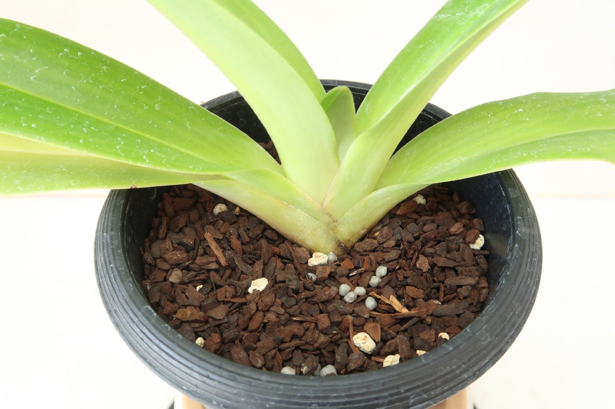 月末半額再出品 洋蘭 パフィオ TA11588 PAM0236 Paph. Lady Isabel 'New Era' x Johanna ...