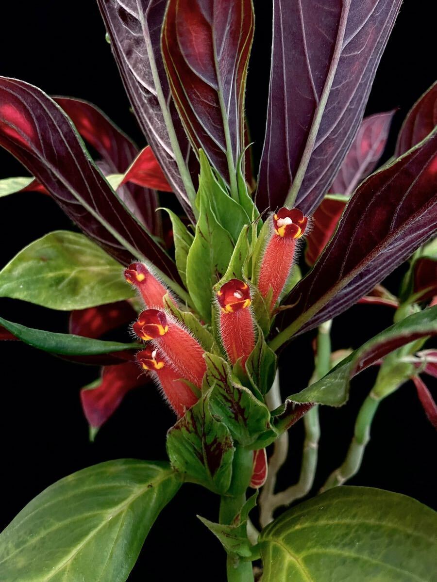 コルムネア Columnea dimidiata red(観葉植物)｜売買されたオークション情報、yahooの商品情報をアーカイブ公開 ...