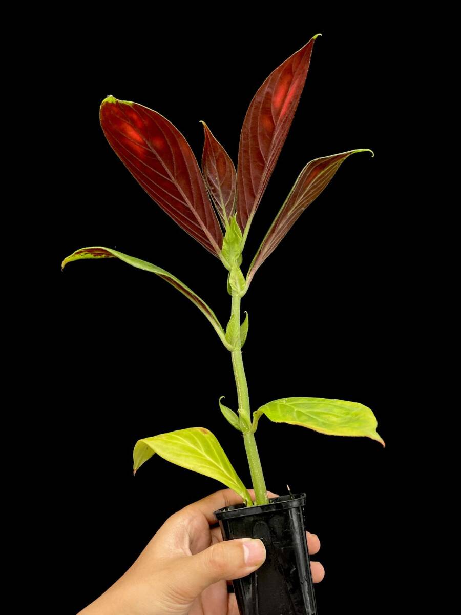 コルムネア Columnea dimidiata red(観葉植物)｜売買されたオークション情報、yahooの商品情報をアーカイブ公開 ...