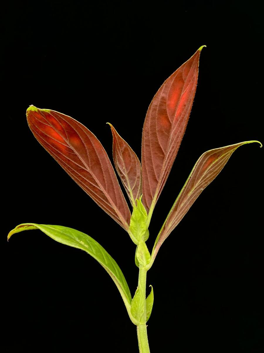 コルムネア Columnea dimidiata red(観葉植物)｜売買されたオークション情報、yahooの商品情報をアーカイブ公開 ...