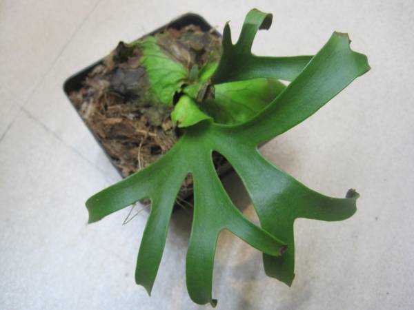 Aerophyte 1円スタート コロナリウムCVホワイト(ビカクシダ、コウモリラン)｜売買されたオークション情報、yahooの商品情報を ...