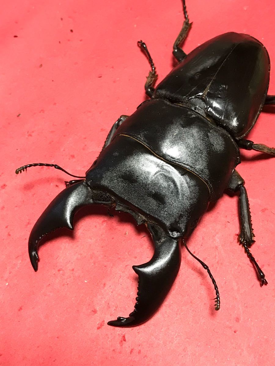 大型ライン スマトラヒラタ ♂102.6mm ♂101.5mm ♂98.7mm ♀53.8mm ♀52.3mm ♀51.5mm(外国産)｜売買されたオークション情報、yahooの商品情報を ...