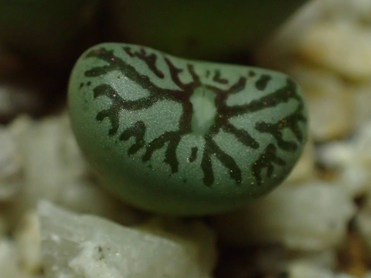 コノフィツム ウィッテベルゲンセ H 太枝紋 Conophytum minimum “wittebergense”(サボテン)｜売買されたオークション情報、yahooの商品情報をアーカイブ公開 ...