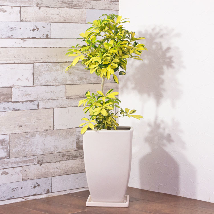 観葉植物 数量限定 シェフレラ ホンコン ハッピーイエロー ホンコンカポック ＋cocoマーブル / 6寸 約W40×H65cm(ホンコンカポック)｜売買されたオークション情報、yahooの ...