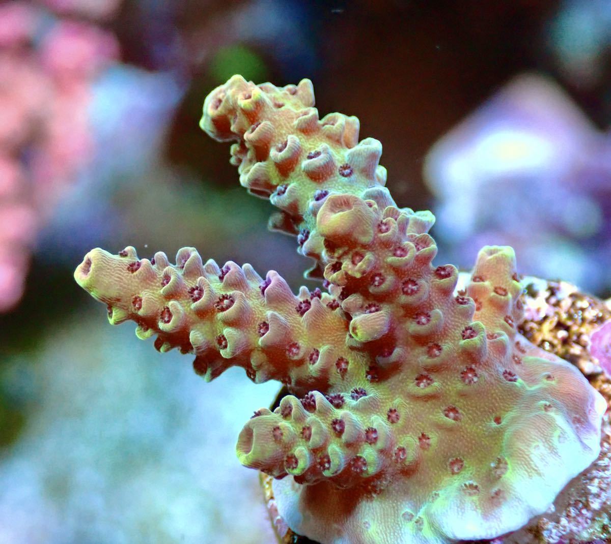 色揚げ個体 UCA ultra grade acropora anthocercis オーストラリア産サンゴ ピカチュウ系カラー(海水魚 ...