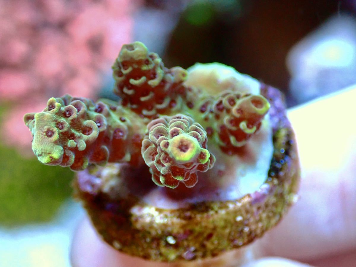 色揚げ個体 UCA ultra grade acropora anthocercis オーストラリア産サンゴ ピカチュウ系カラー(海水魚 ...