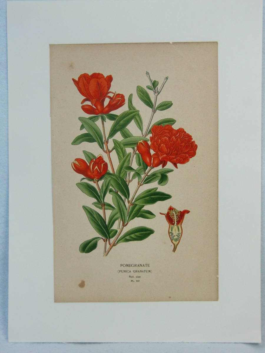 ボタニカルアート ザクロ エドワード ステップ クロモリトグラフィー 1896年 97年(石版画、リトグラフ)｜売買されたオークション情報、yahooの商品情報をアーカイブ公開 ...
