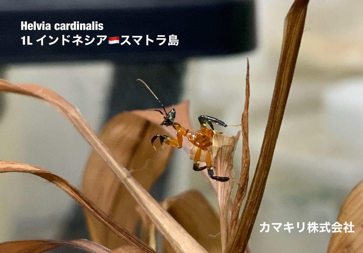 Helvia cardinalis インドネシアスマトラ島産 初令幼虫 カマキリ ペット 鑑賞 エサ付き(虫類)｜売買されたオークション情報 ...