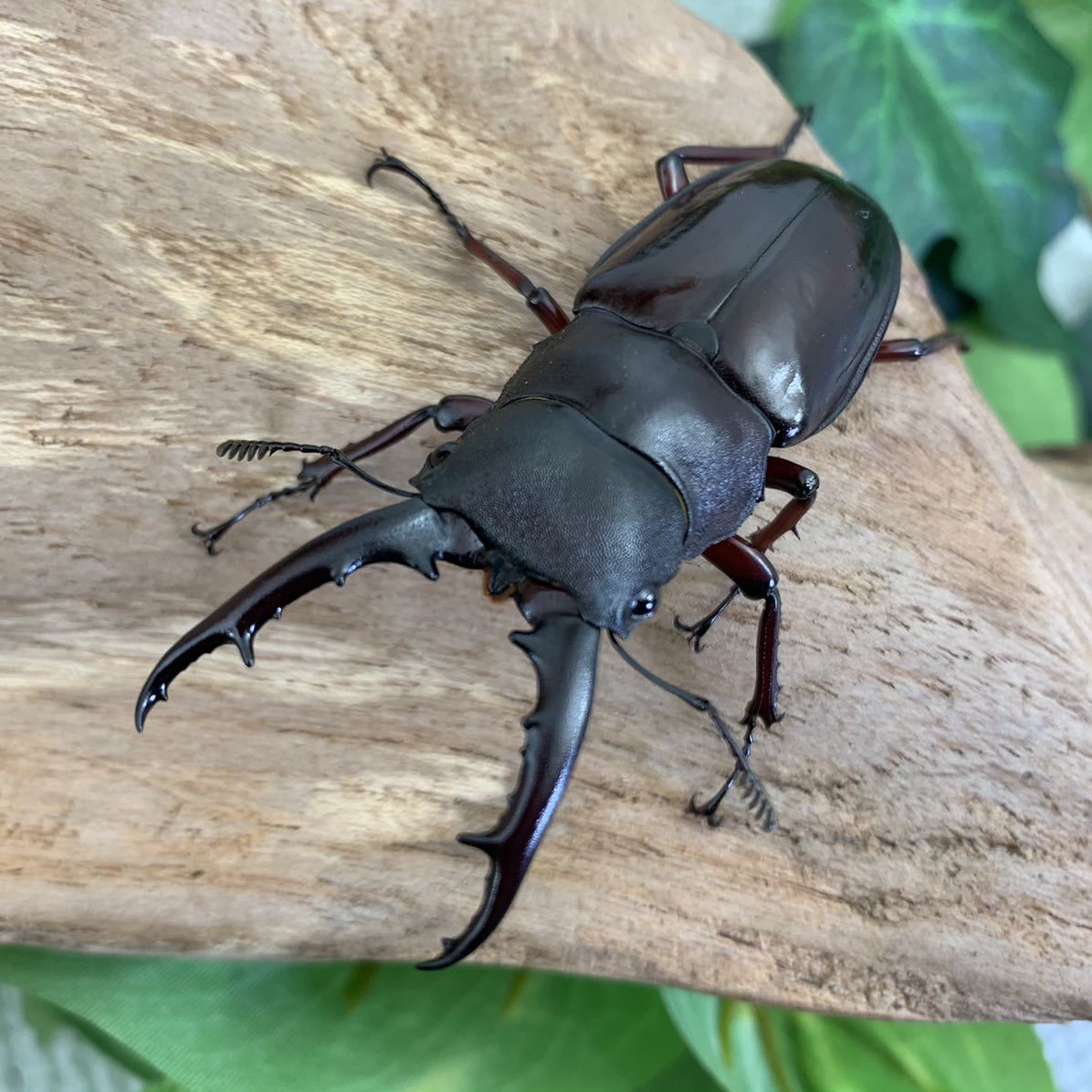 Sparkle Beetle 即ブリ アドゥンクスフタマタクワガタ♂62mm 単品(外国産)｜売買されたオークション情報、yahooの商品情報をアーカイブ公開 - オークファン（aucfan.com）