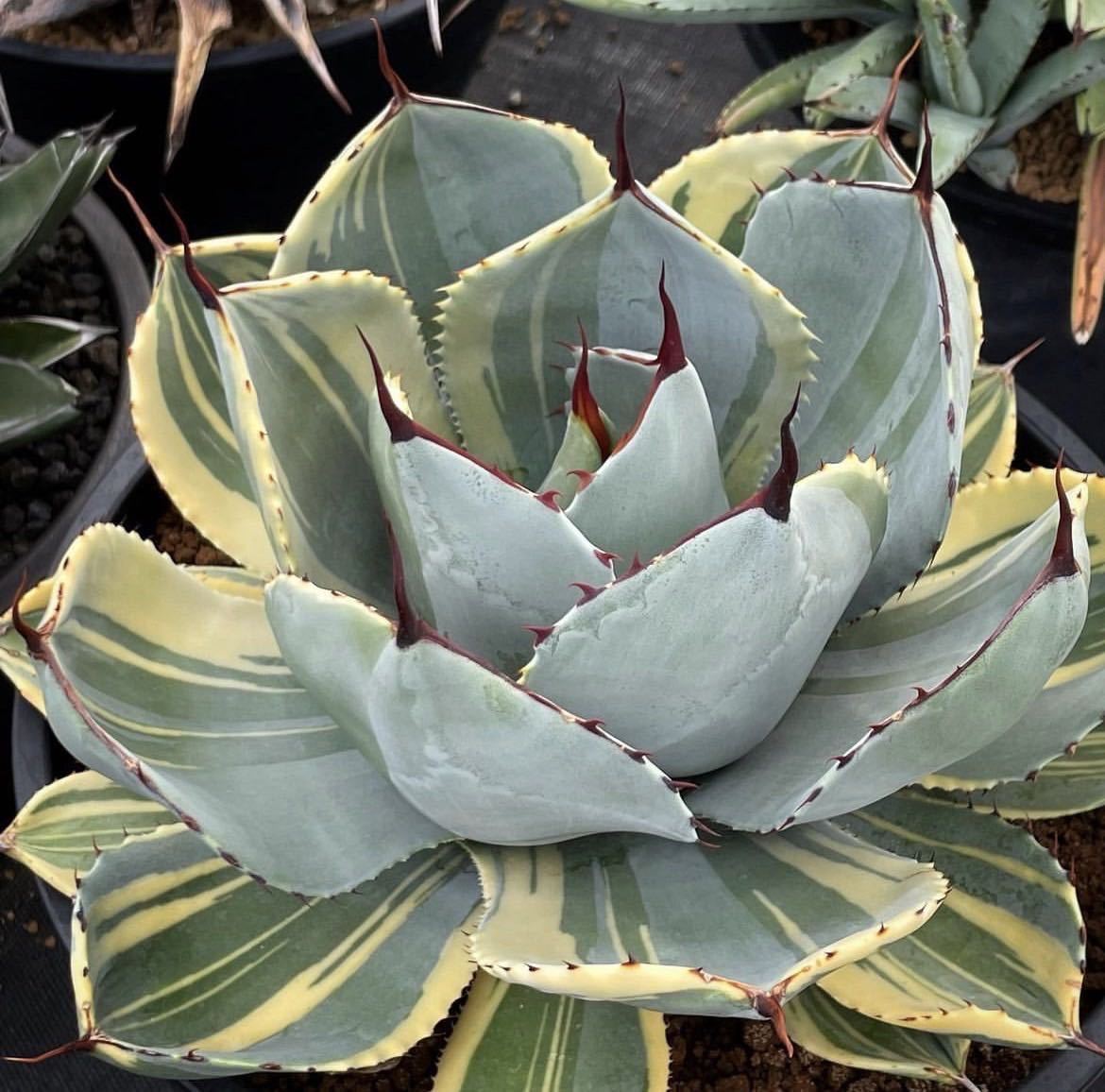 アガベ パリー トランカータ ' ライムストリーク ' agave parry truncata ' lime streak ' 33(アガベ ...