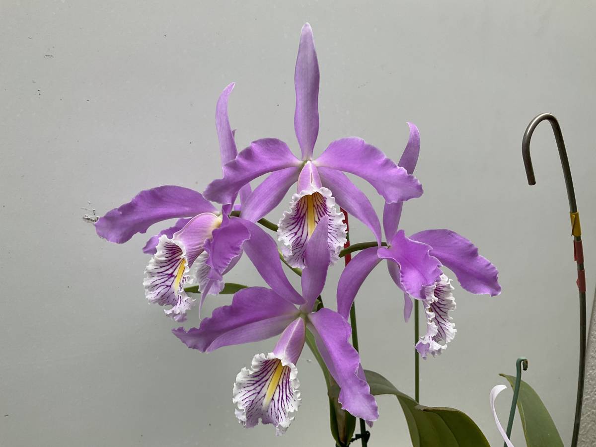 C.maxima dark pink OG(ラン)｜売買されたオークション情報、yahooの商品情報をアーカイブ公開 - オークファン（aucfan.com）