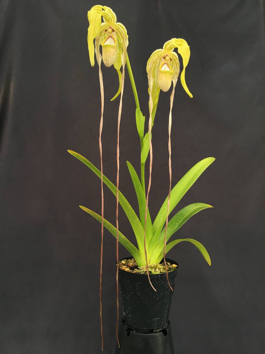 洋蘭 原種 フラグミペディウム属 Phrag.wallisii 幽玄な長〜いペタルが魅力の超 原種 1〜2作良苗 速達第四種郵便送料640円 ...