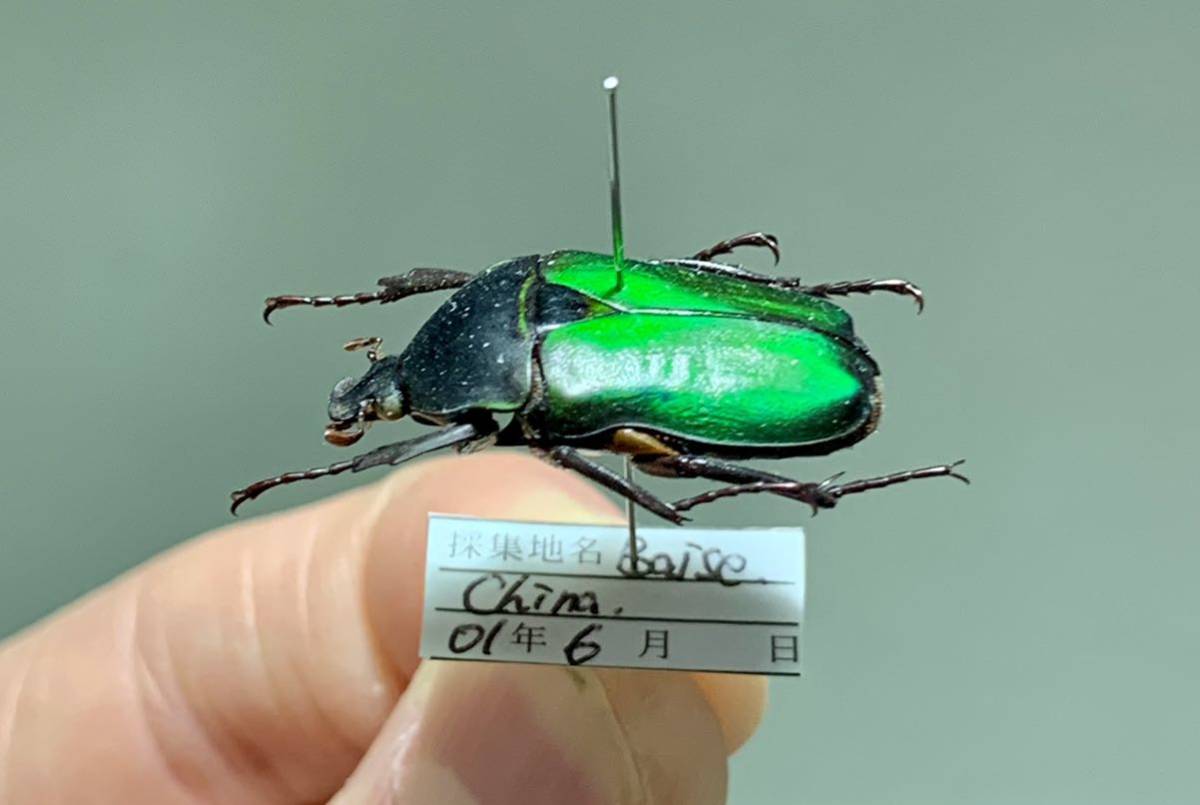 中国産美麗ナスタヘラカナブン Ingrisma nasuta 標本一頭 カナブン ハナムグリ 昆虫標本(その他)｜売買されたオークション情報、yahooの商品情報をアーカイブ公開 ...